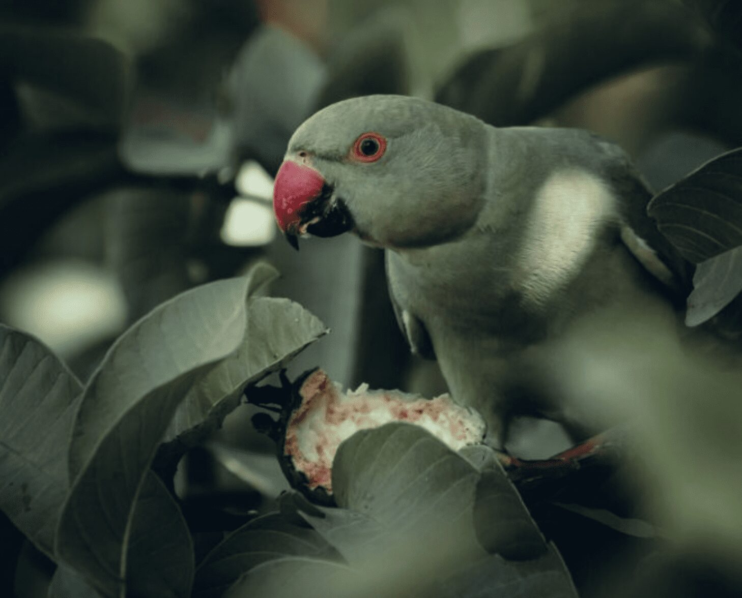 What Are Frugivores? A Fresh Perspective On the Natural Human Diet ...