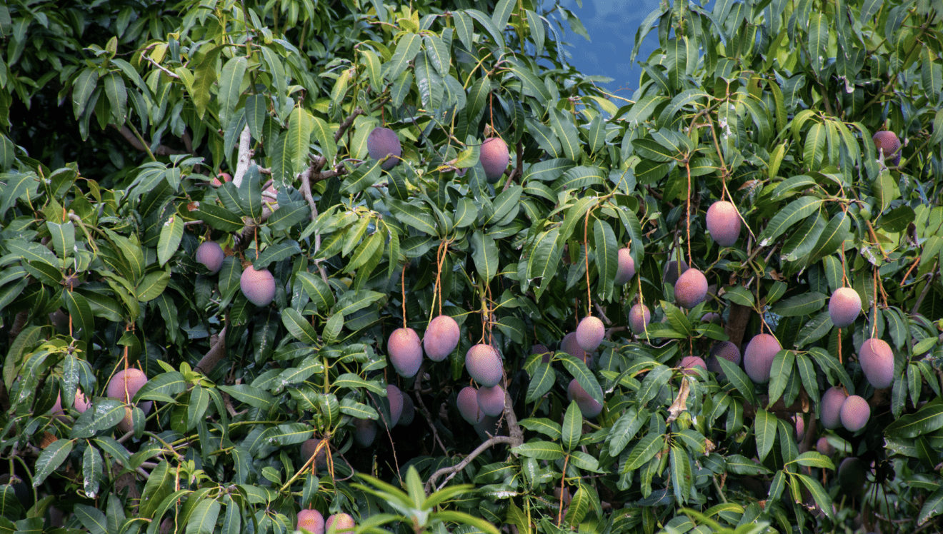 Why tropical fruits are our original foods, not temperate fruits. | Are ...