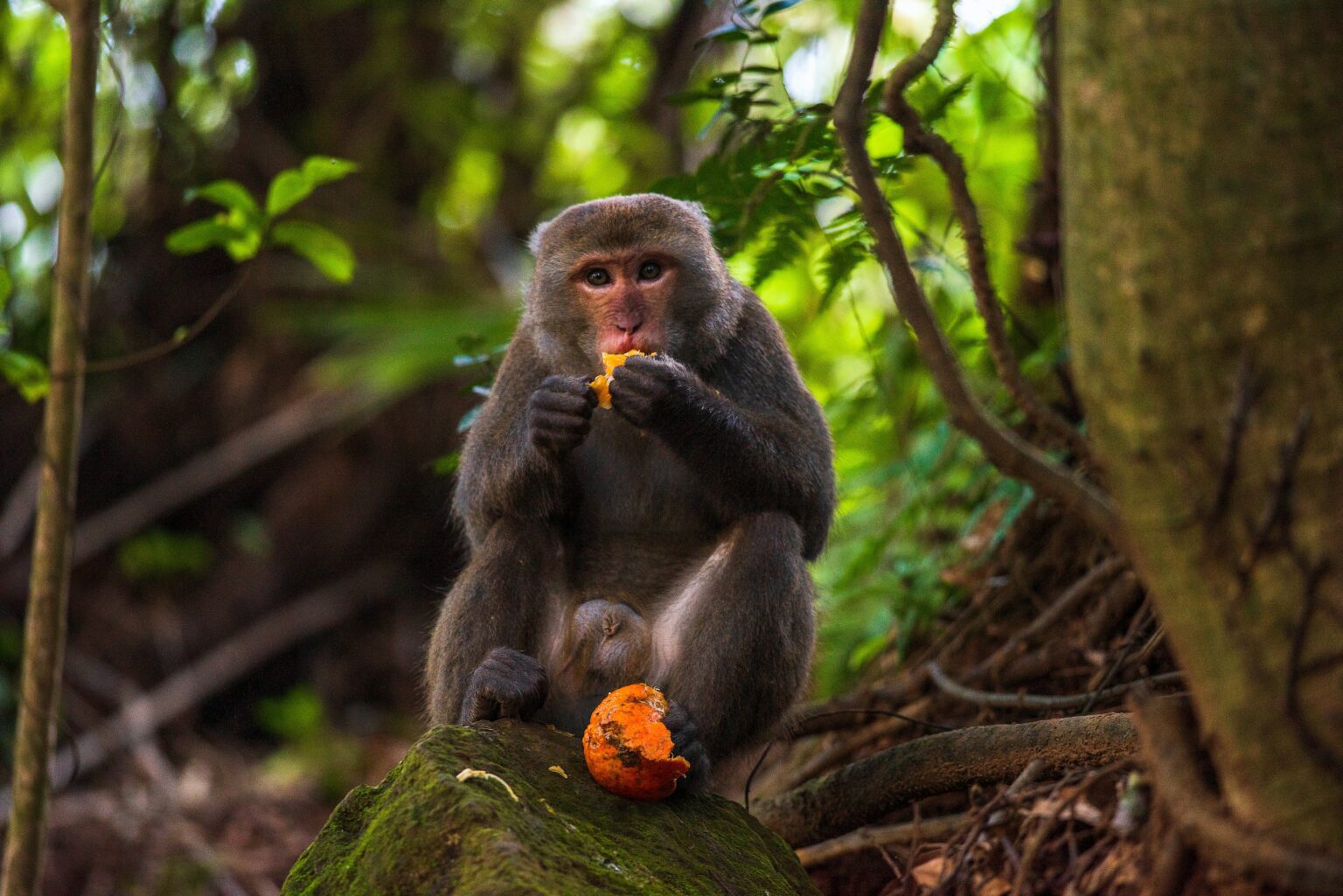 Fruit-based Diets: What Is Frugivore and Fruitarian? Are They Safe ...