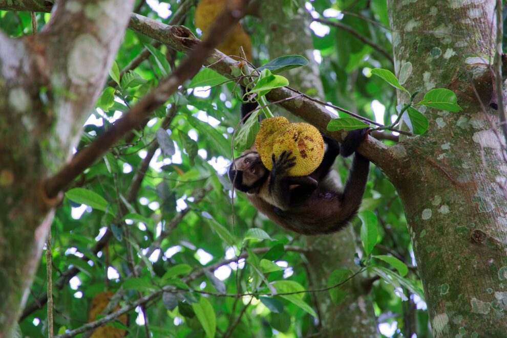 Frugivore Heritage – A Biological Perspective On the Human Diet ...